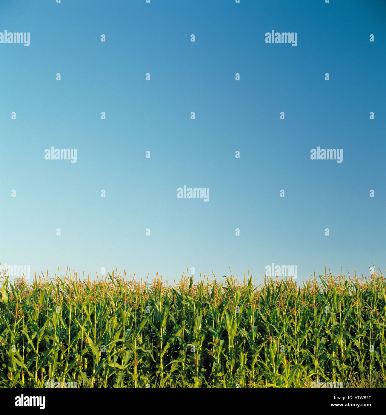 Corn field and blue sky Stock Photo - Alamy