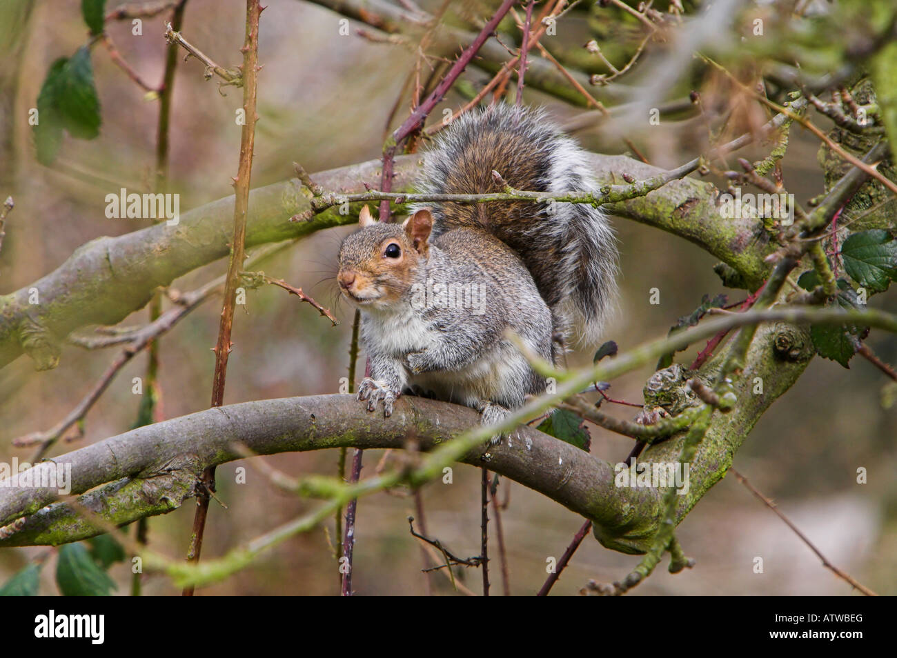 Grey squirrel Sciurus carolinensis in tree Stock Photo - Alamy