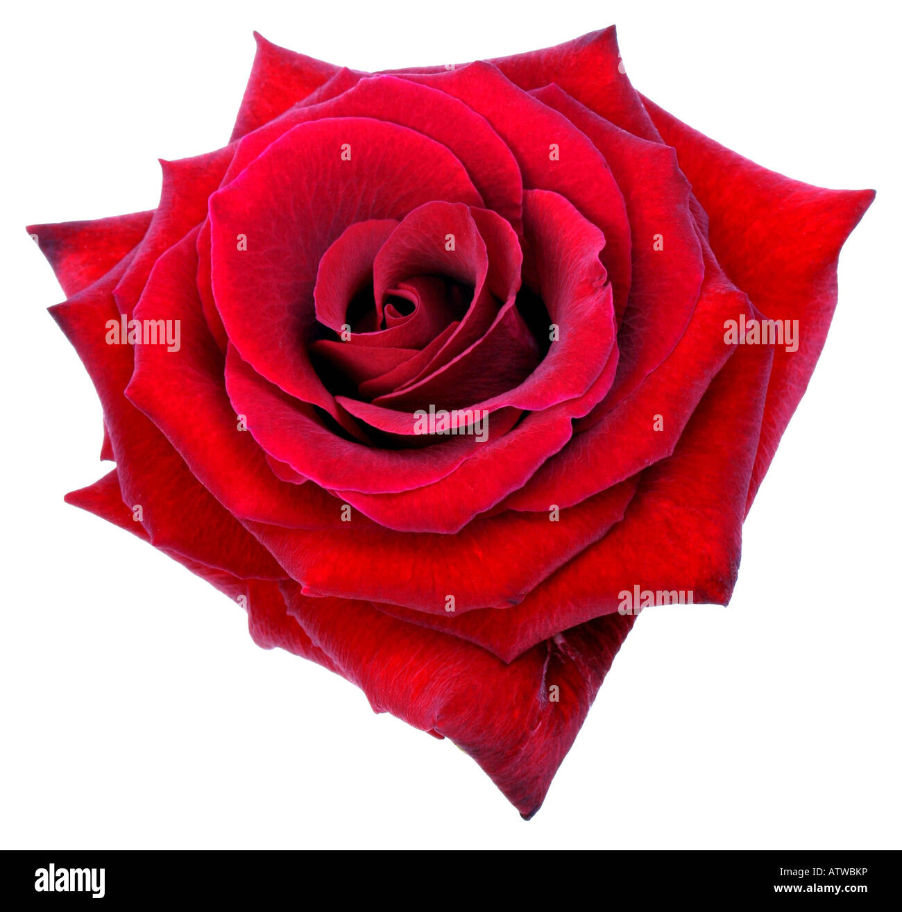 Rose rosa spec hi-res stock photography and images - Alamy