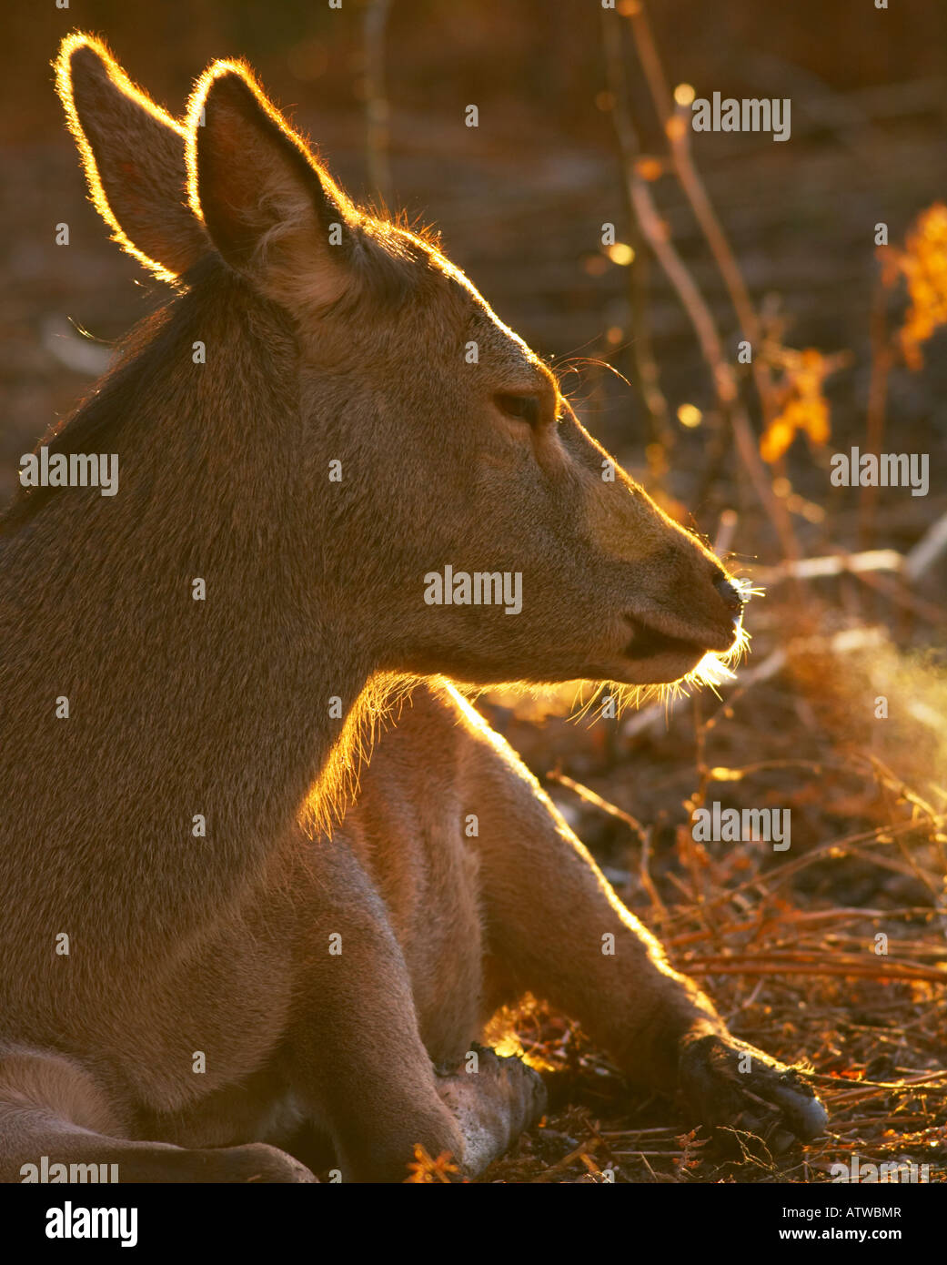 Red deer portrait Stock Photo - Alamy