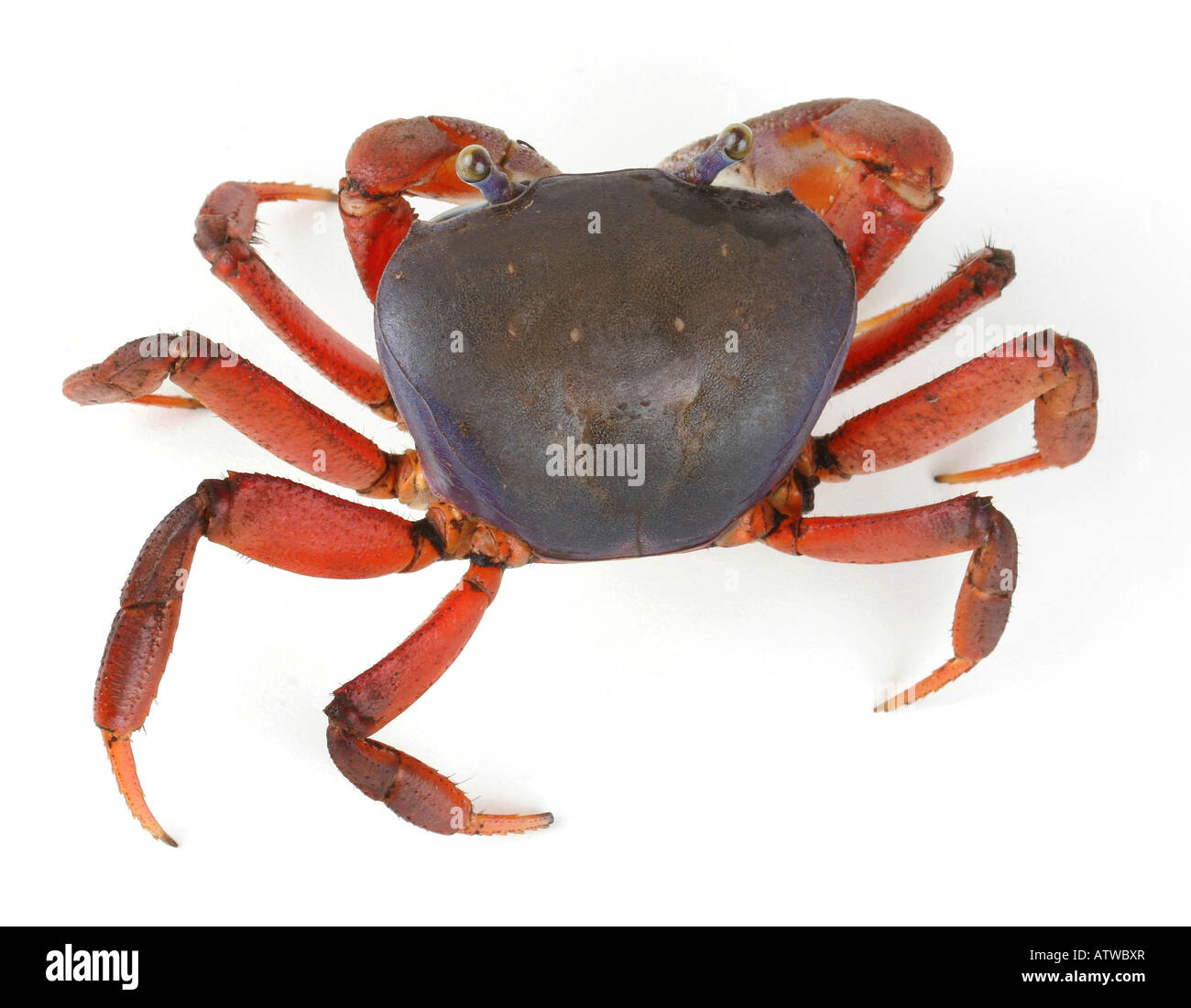 rainbow crab West African rainbow crab Cardisoma armatum from above ...