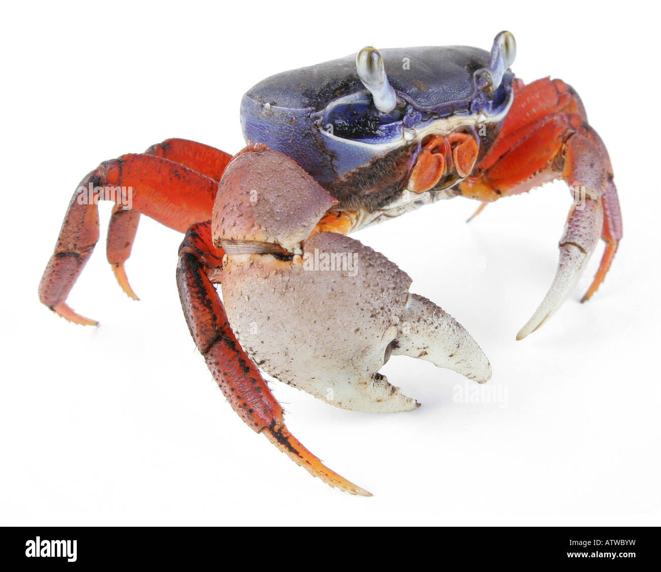 rainbow crab West African rainbow crab Cardisoma armatum Stock Photo ...