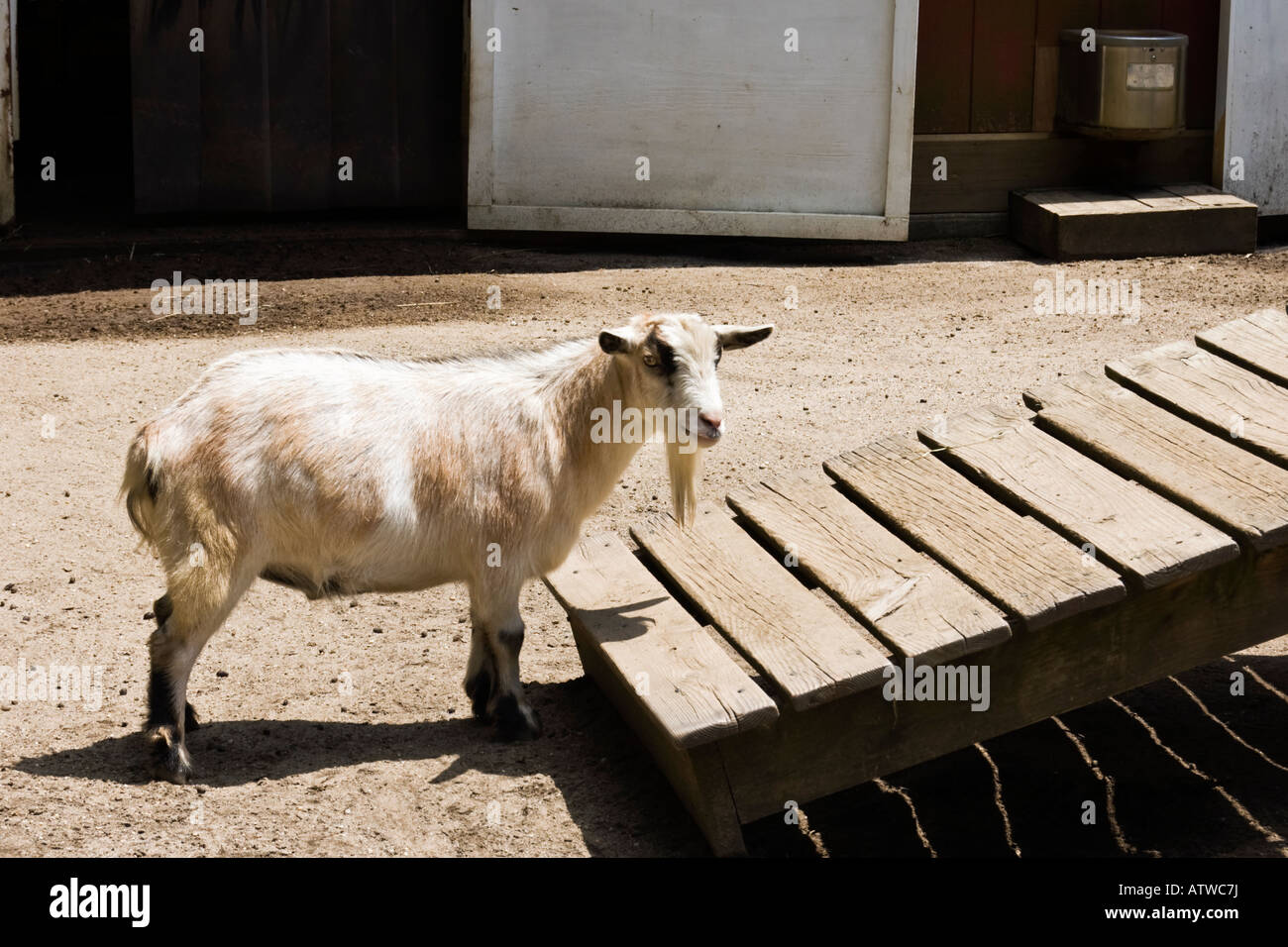 Goat in barnyard contemplates walking up ramp Stock Photo - Alamy
