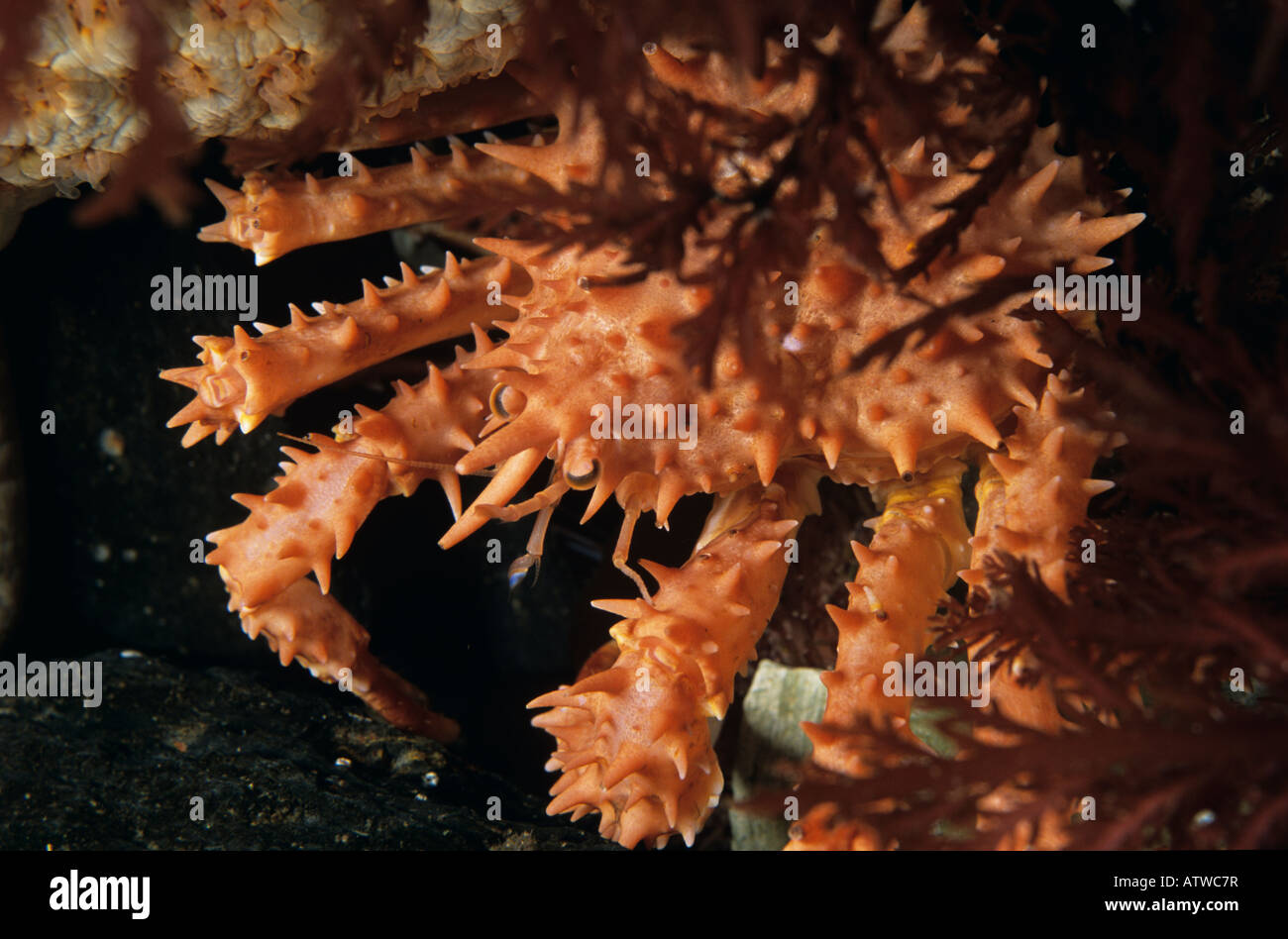Red King Crab (Paralithodes camtschaticus) Northern Pacific Stock Photo ...