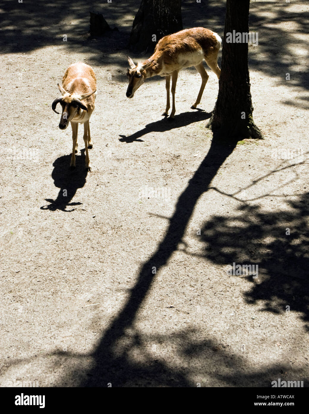 Distinct shadows hi-res stock photography and images - Alamy