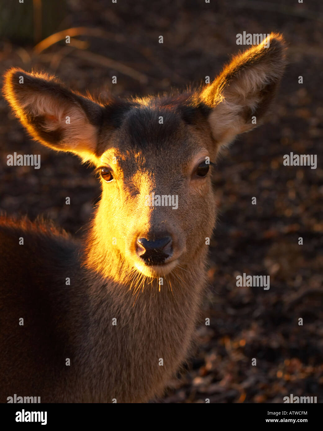 Red deer portrait Stock Photo - Alamy