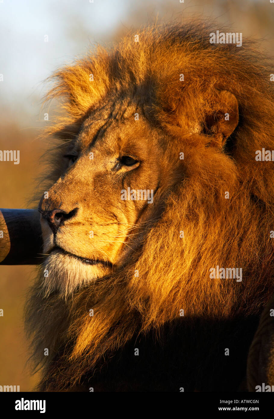 Lion animal male hi-res stock photography and images - Alamy