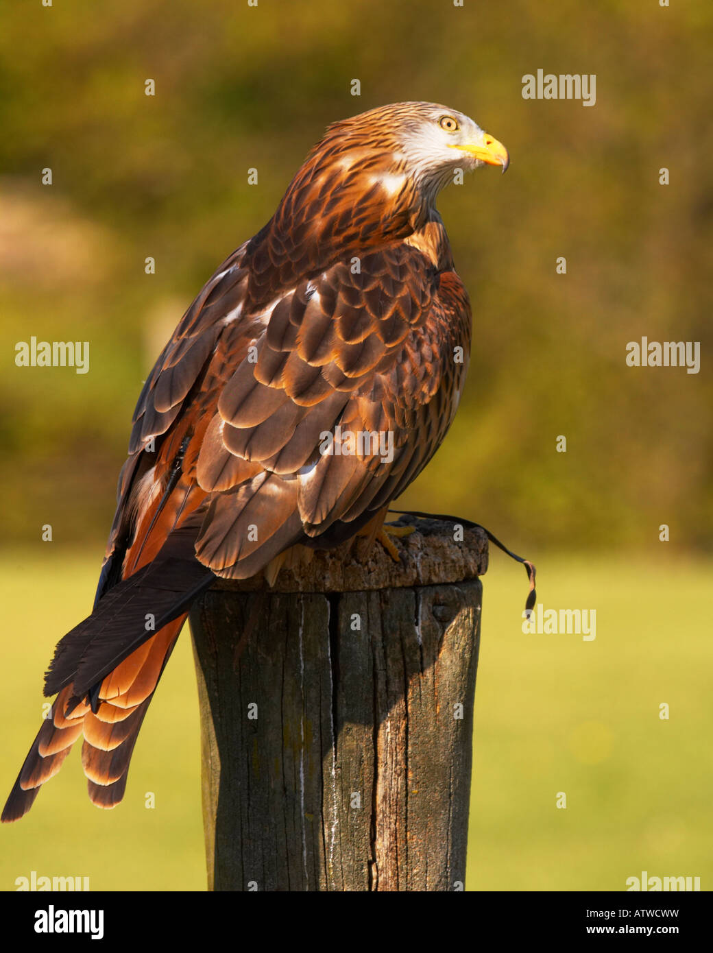 Red kite on post Stock Photo - Alamy