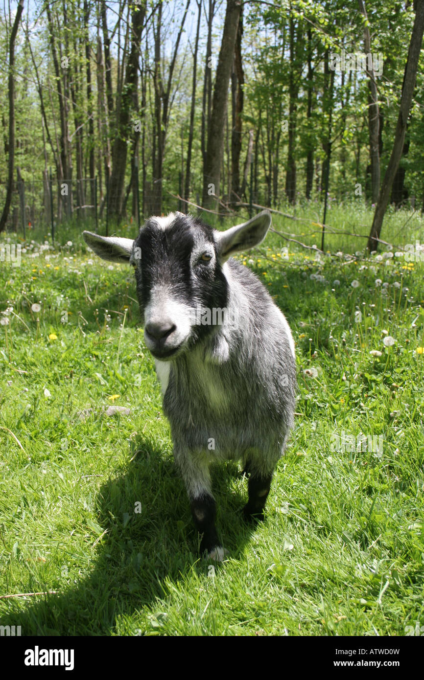 Many small goats in zoo hi-res stock photography and images - Alamy