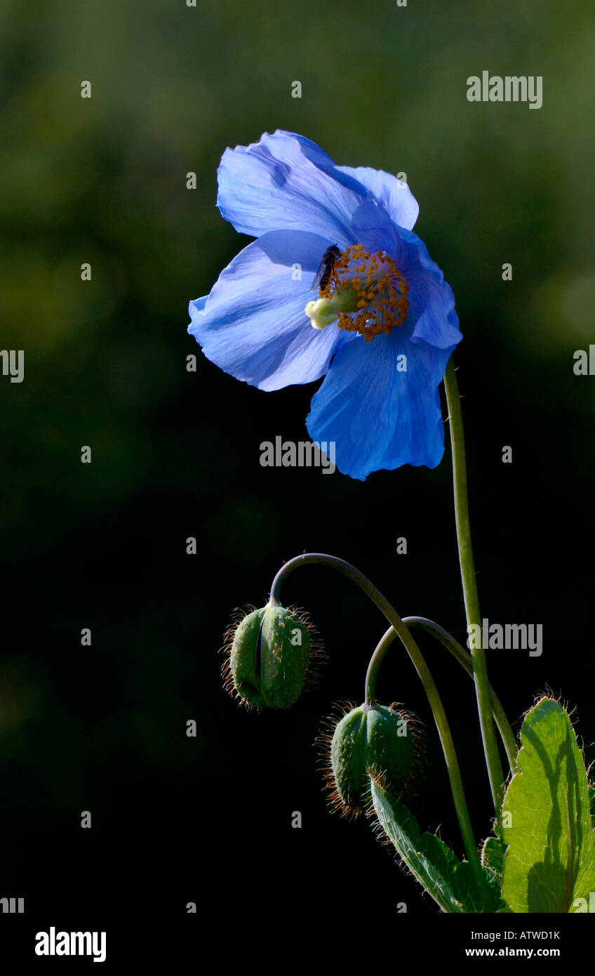 Meconopsis simplicifolia hi-res stock photography and images - Alamy