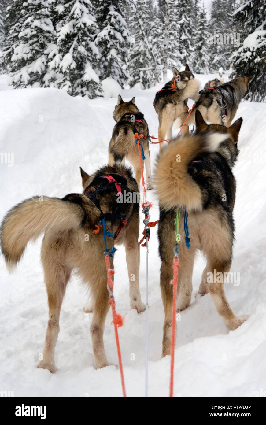 Team of husky dogs ready to pull a musher and sledge beond the artic ...