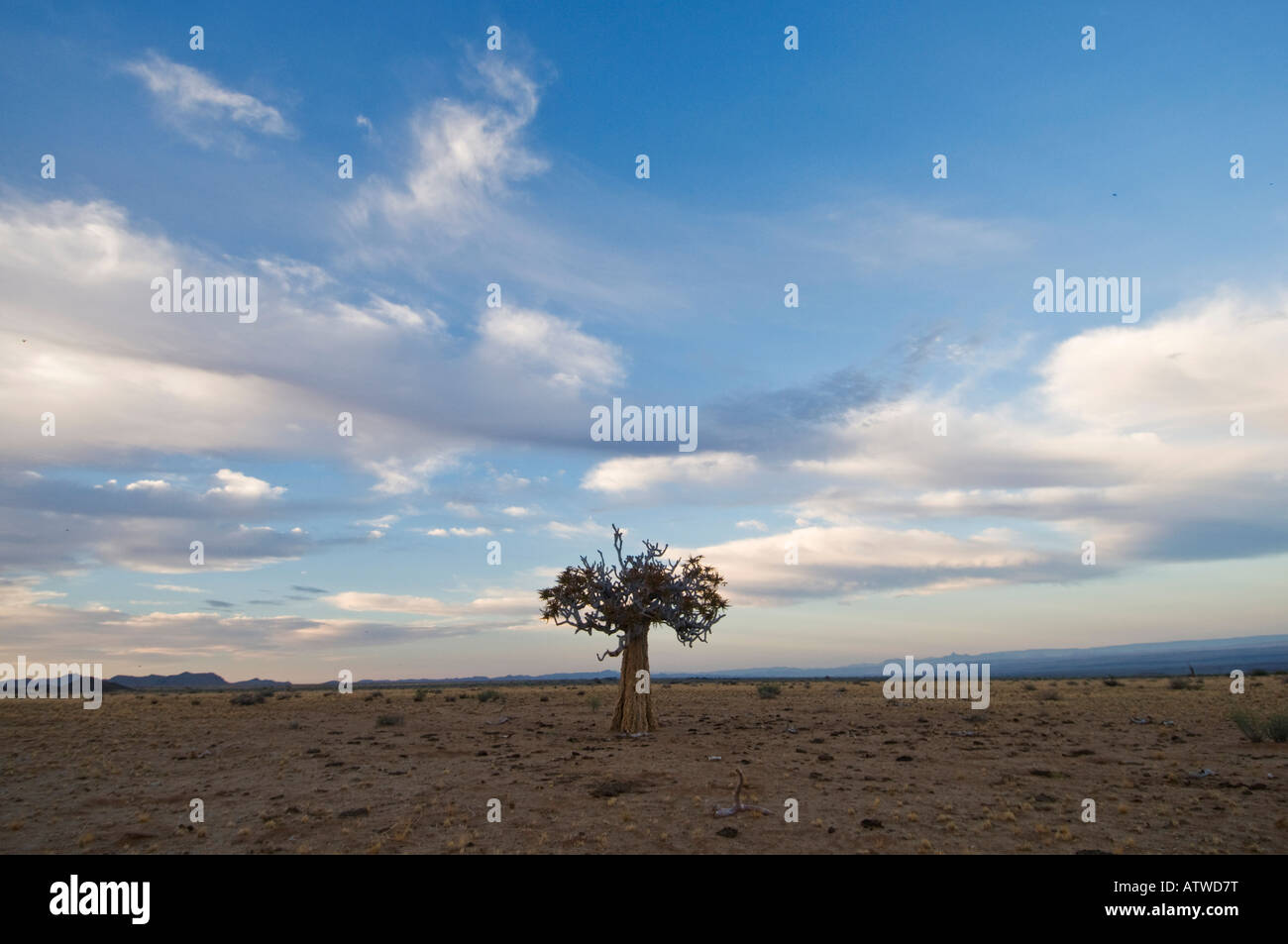 Quiver tree which gets its name that the San people or Bushman make ...