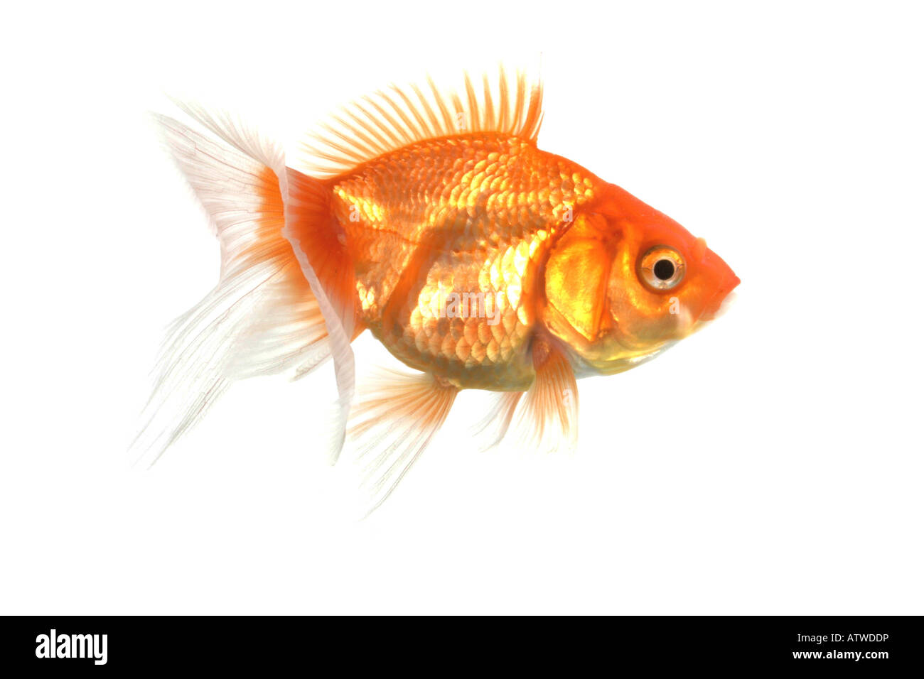 goldfish common carp Carassius auratus Stock Photo - Alamy