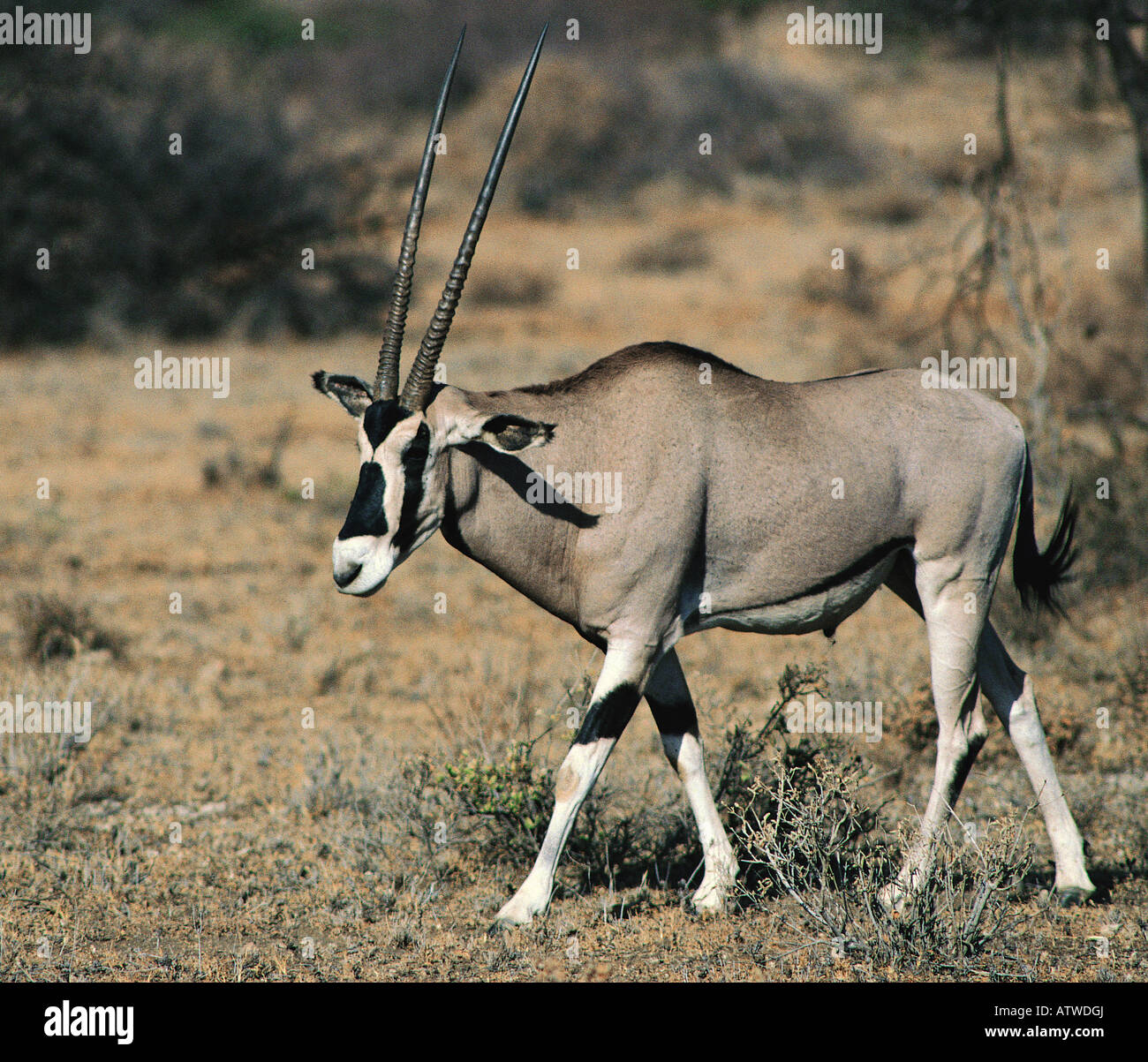 Oryx face hi-res stock photography and images - Alamy
