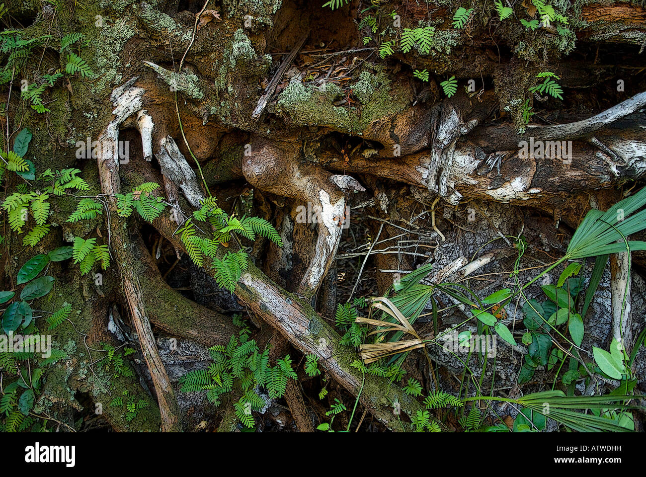 Epiphytes on tree hi-res stock photography and images - Alamy