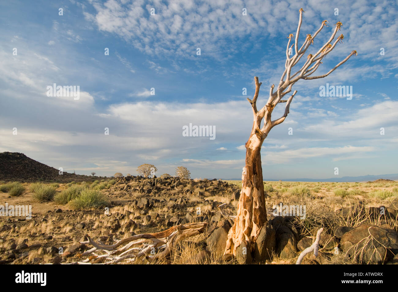 Quiver tree which gets its name that the San people or Bushman make ...
