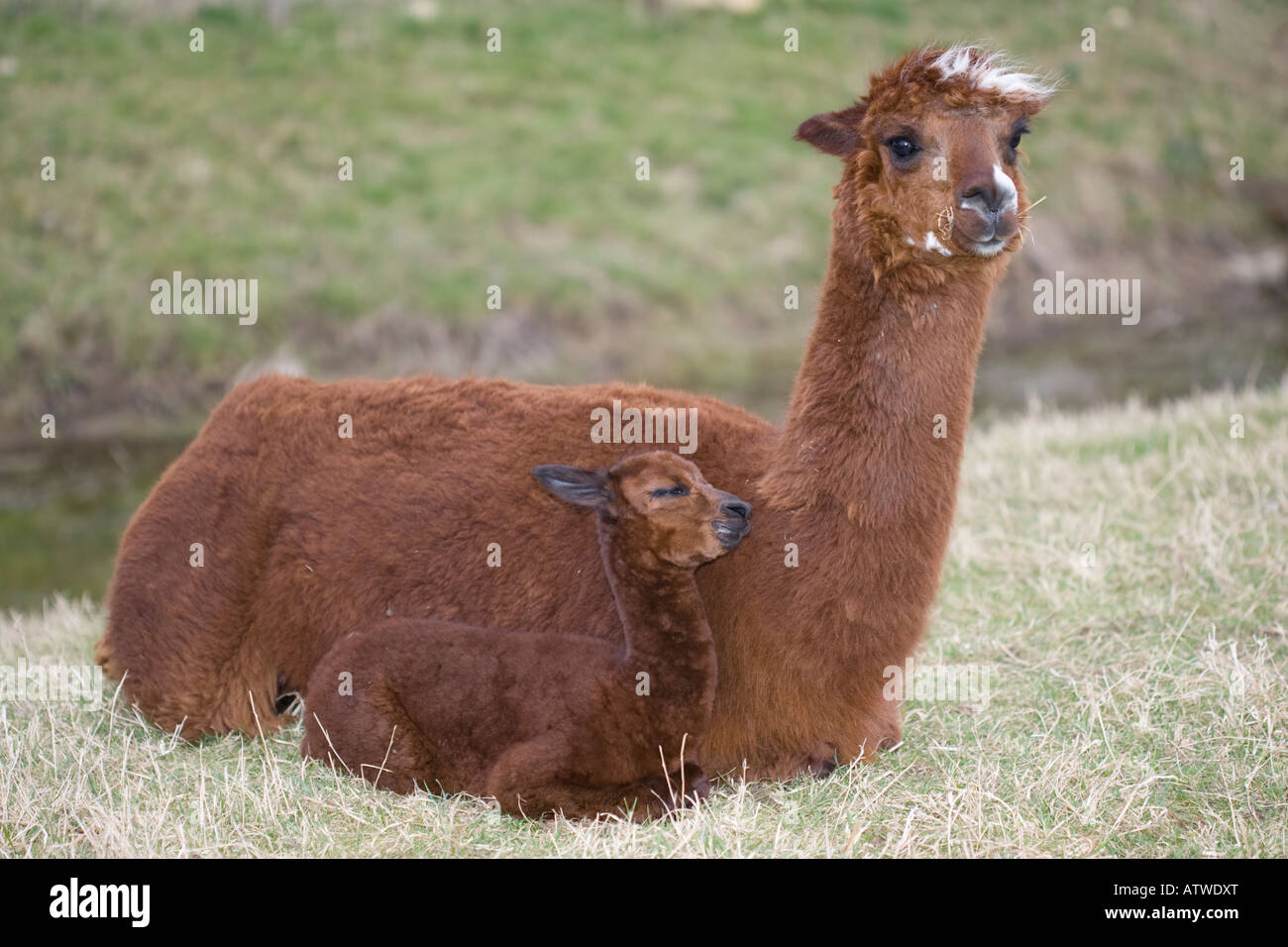 Brown alpaca and young cria sitting Cotswolds UK Stock Photo - Alamy