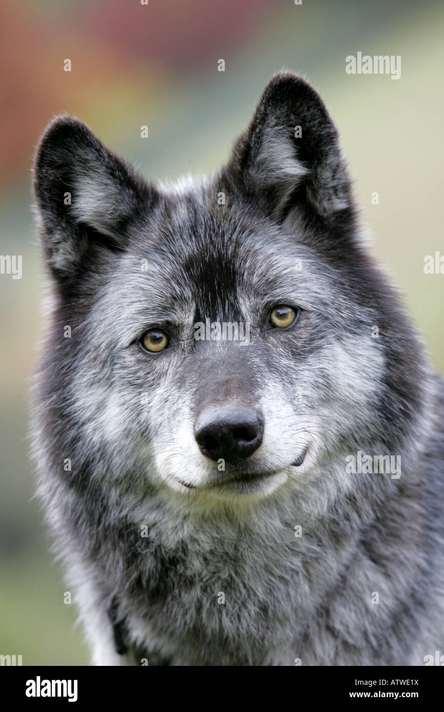 Portrait of a grey timber wolf Stock Photo - Alamy