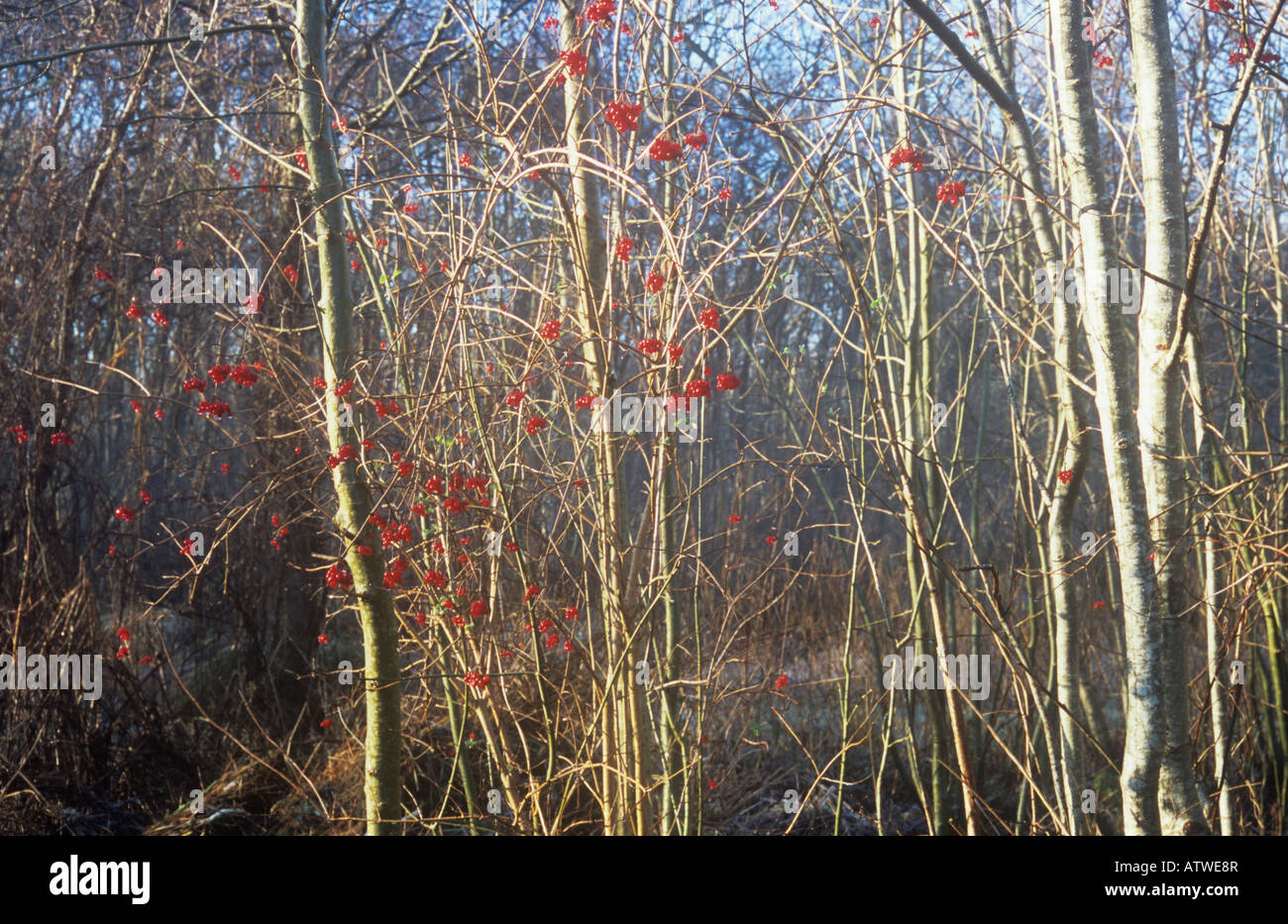 Clusters of scarlet red berries of Guelder rose in winter thicket with ...