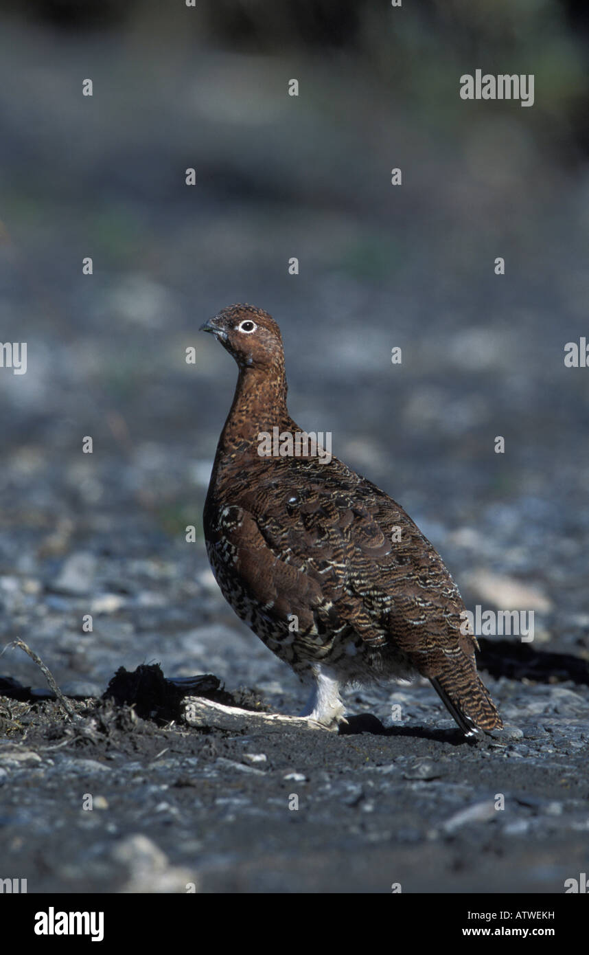 Willow Ptarmigan male, Lagopus lagopus, in breeding plumage Stock Photo ...