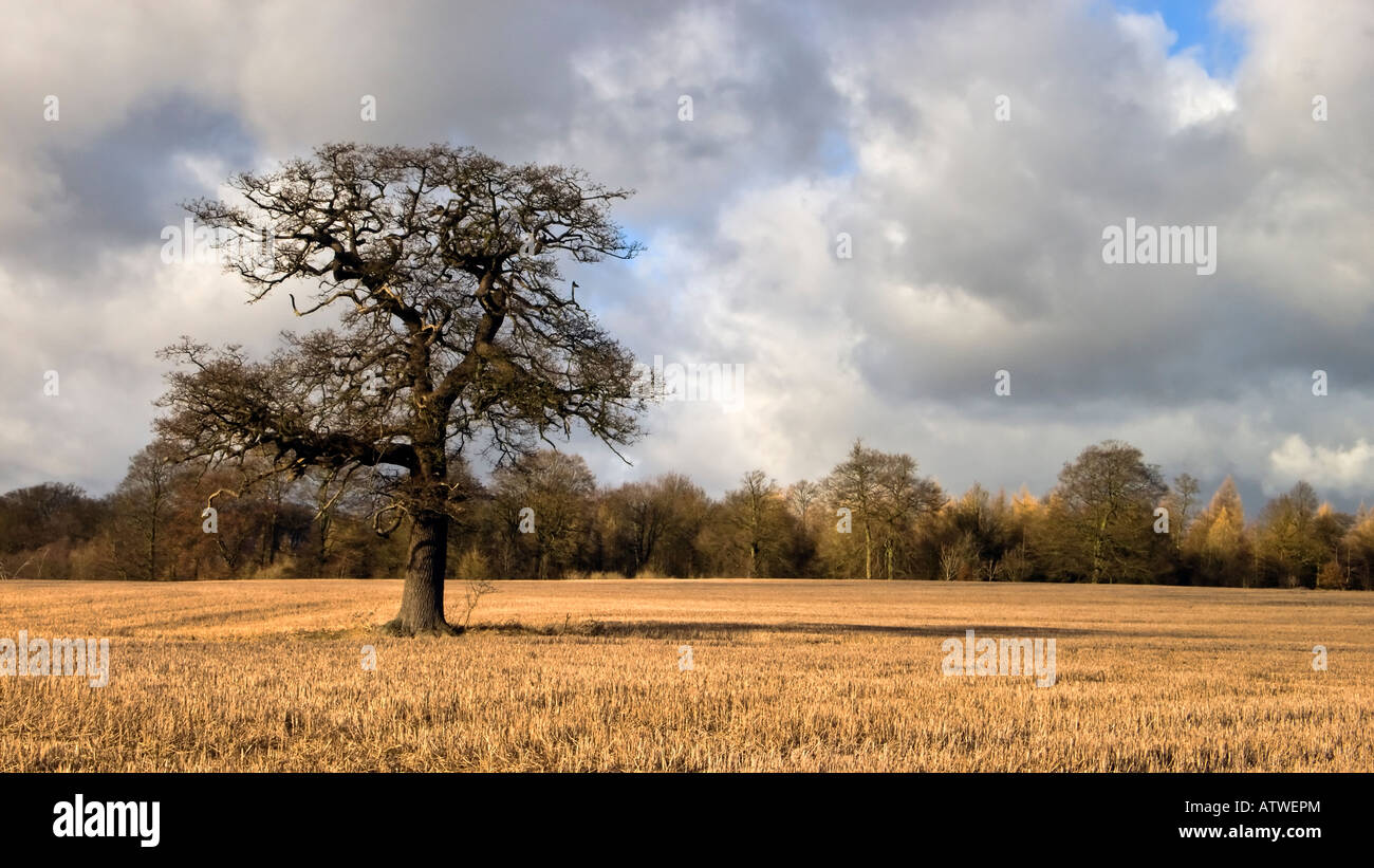 Wheat stubble field laying fallow in February with dramatic sky Stock ...