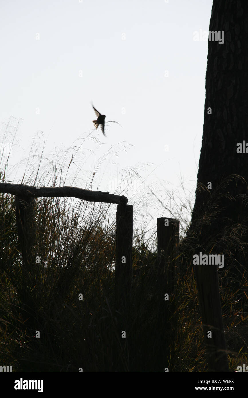Bird flying off tree silhouette hi-res stock photography and images - Alamy