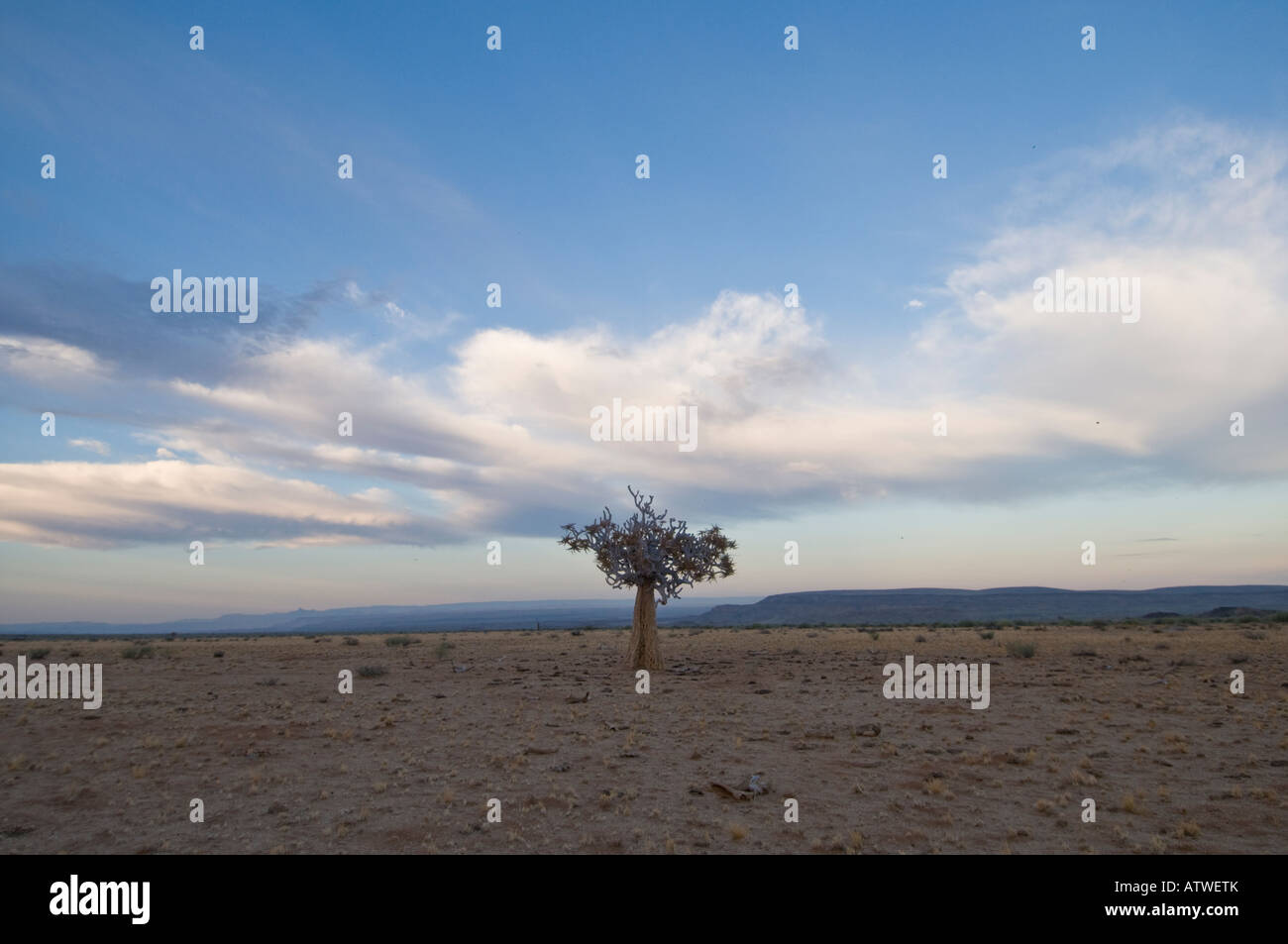 Quiver tree which gets its name that the San people or Bushman make ...