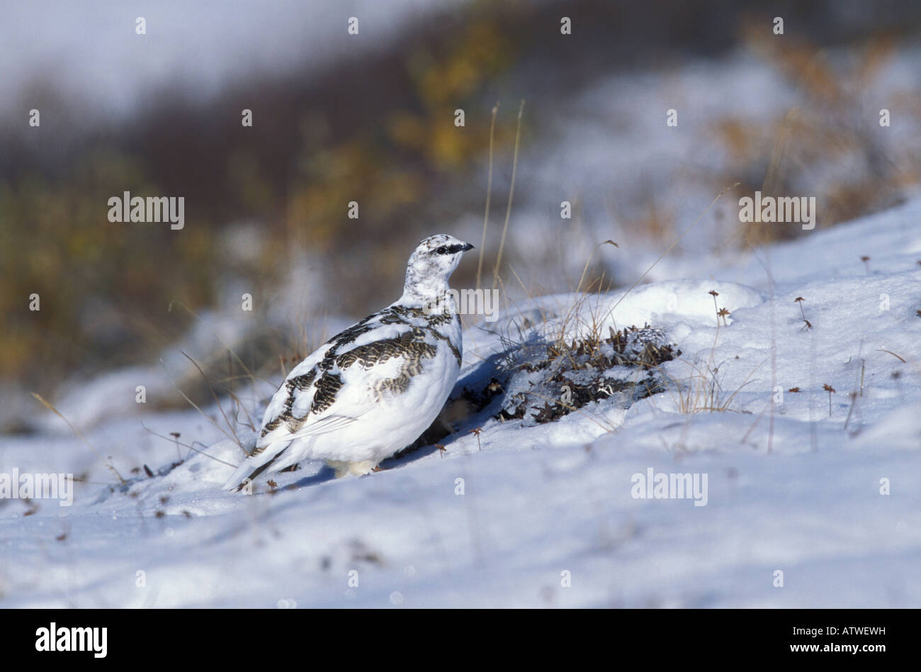 Rock ptarmigan feet hi-res stock photography and images - Alamy