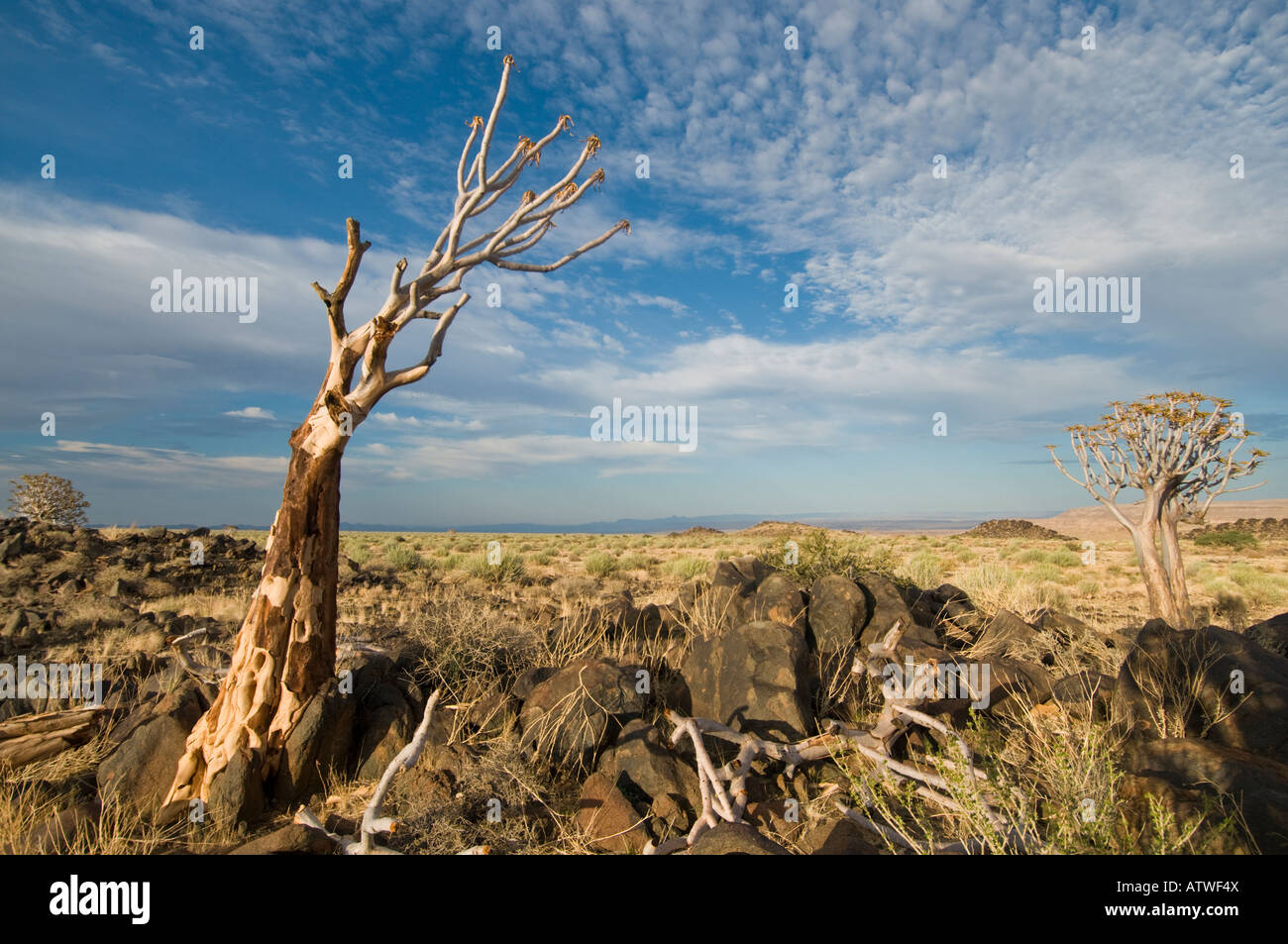 Quiver tree hi-res stock photography and images - Alamy