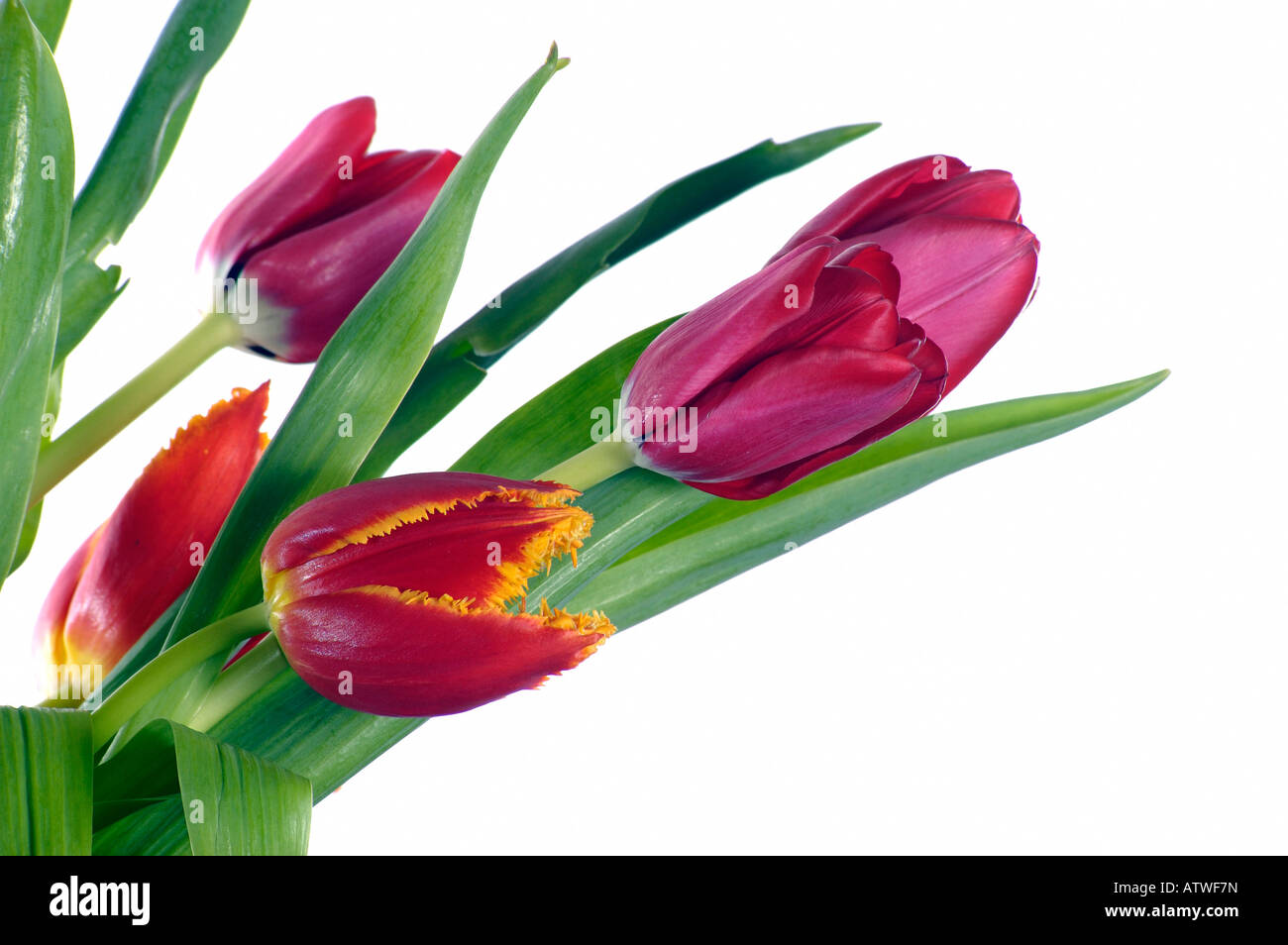 Red tulip w hi-res stock photography and images - Alamy
