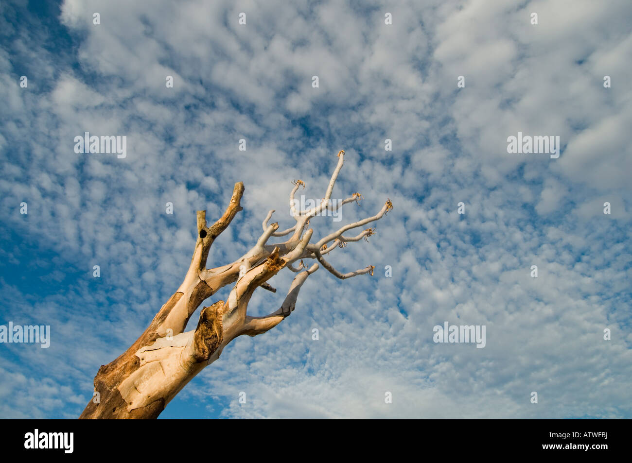 Quiver tree which gets its name that the San people or Bushman make ...