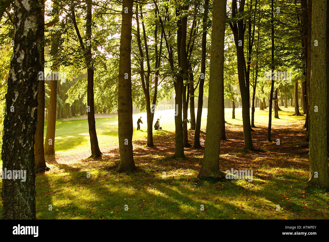 golf rough trees wood autumm Stock Photo - Alamy