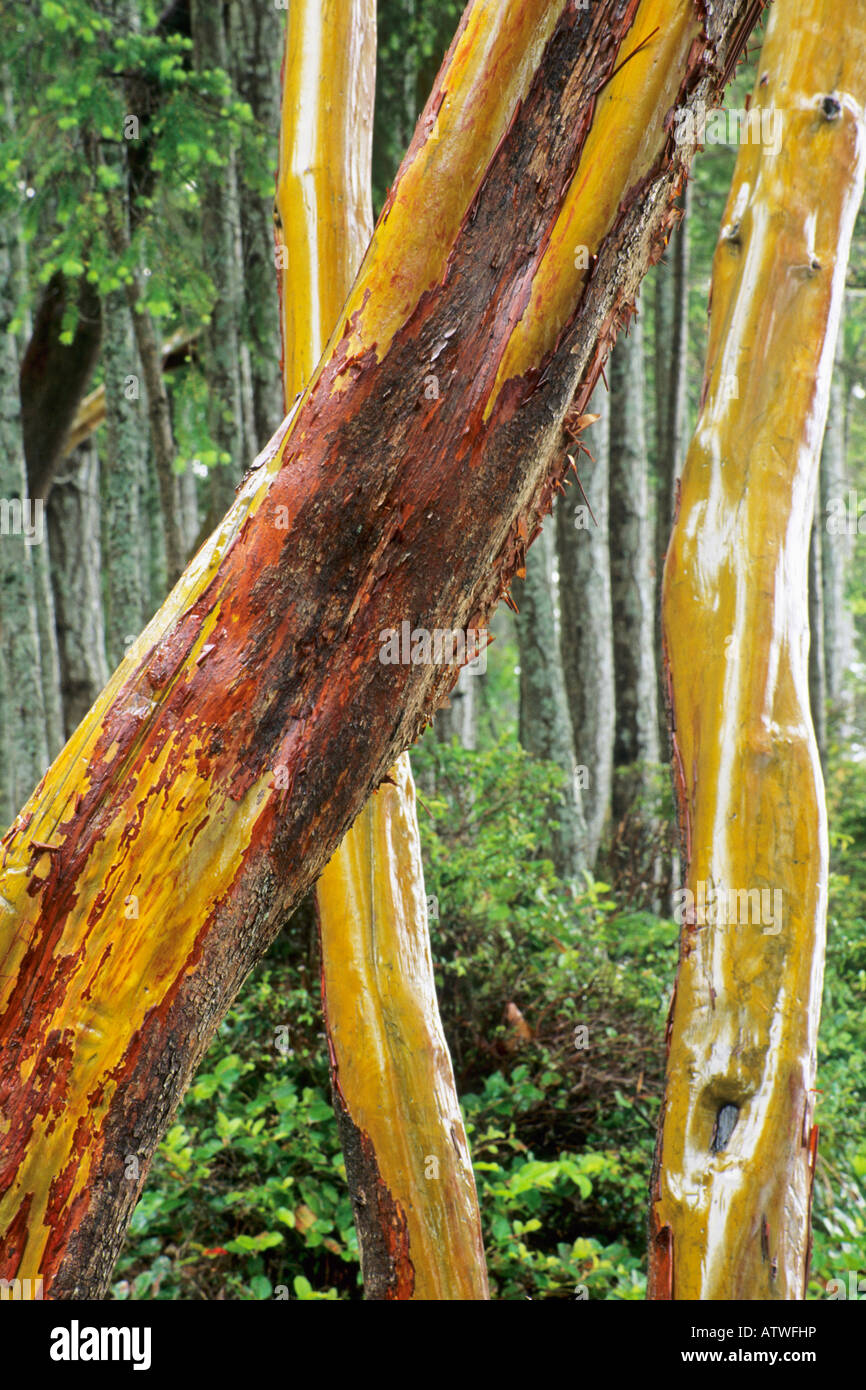 Madrona (Madrone - Arbutus menziesii) Trees in rain, Pacific Northwest ...