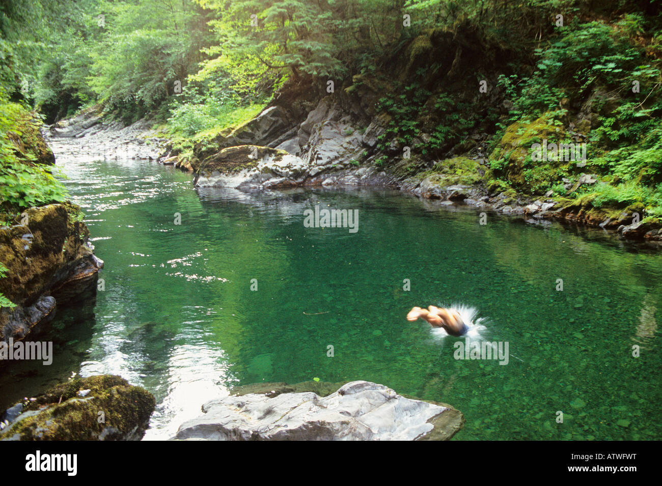 Hiker diving into upper Bogachiel River, Olympic National Park ...
