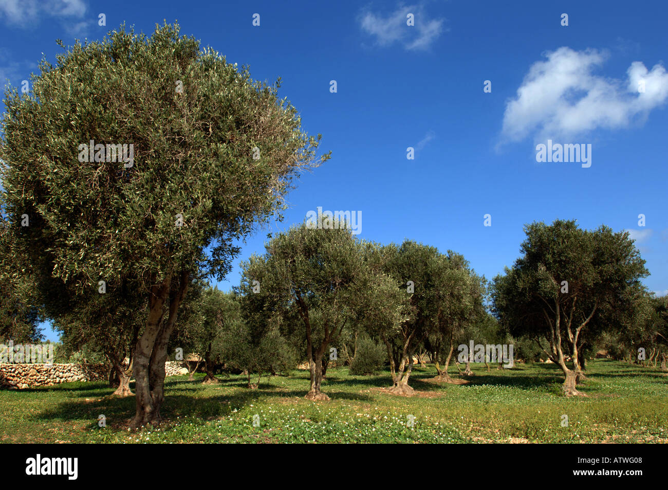 Olive grove Gozo The Island of Malta Stock Photo - Alamy