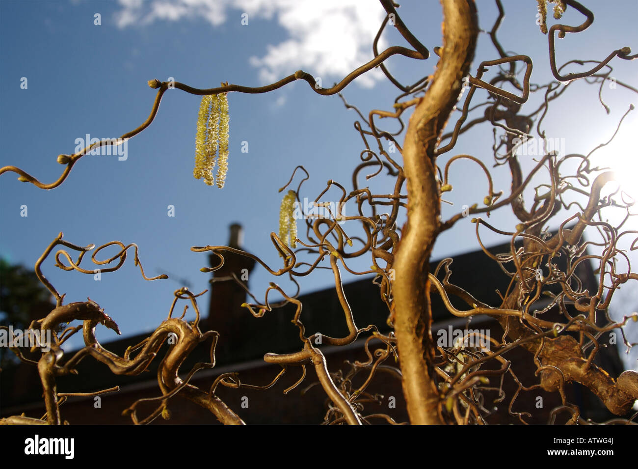CORYLUS AVELLANA CORKSCREW HAZEL CONTORTA BETULACEAE Stock Photo - Alamy