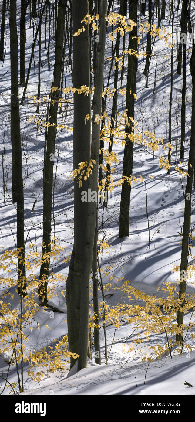 Transparent view of Carolinian Forest habitat on Niagara Escarpment in ...