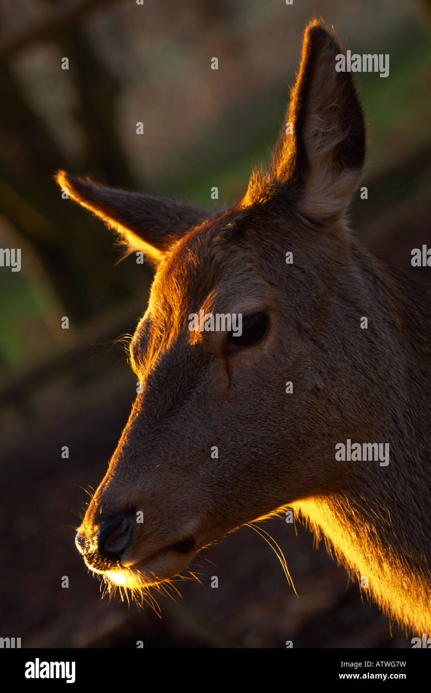 Red deer portrait Stock Photo - Alamy