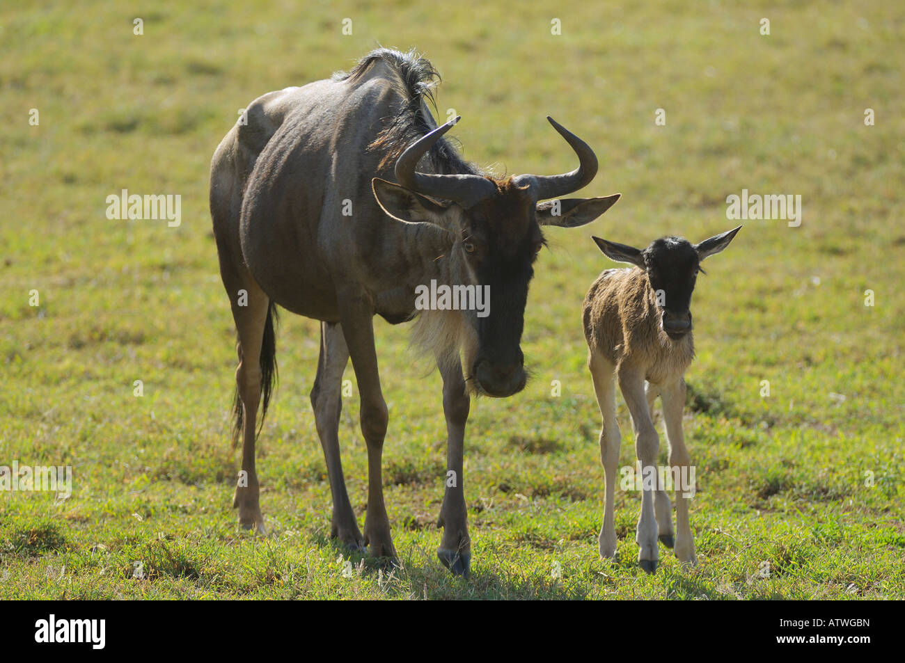 Wildebeest with a new born calf, Wildebeest Migration, Serengeti ...