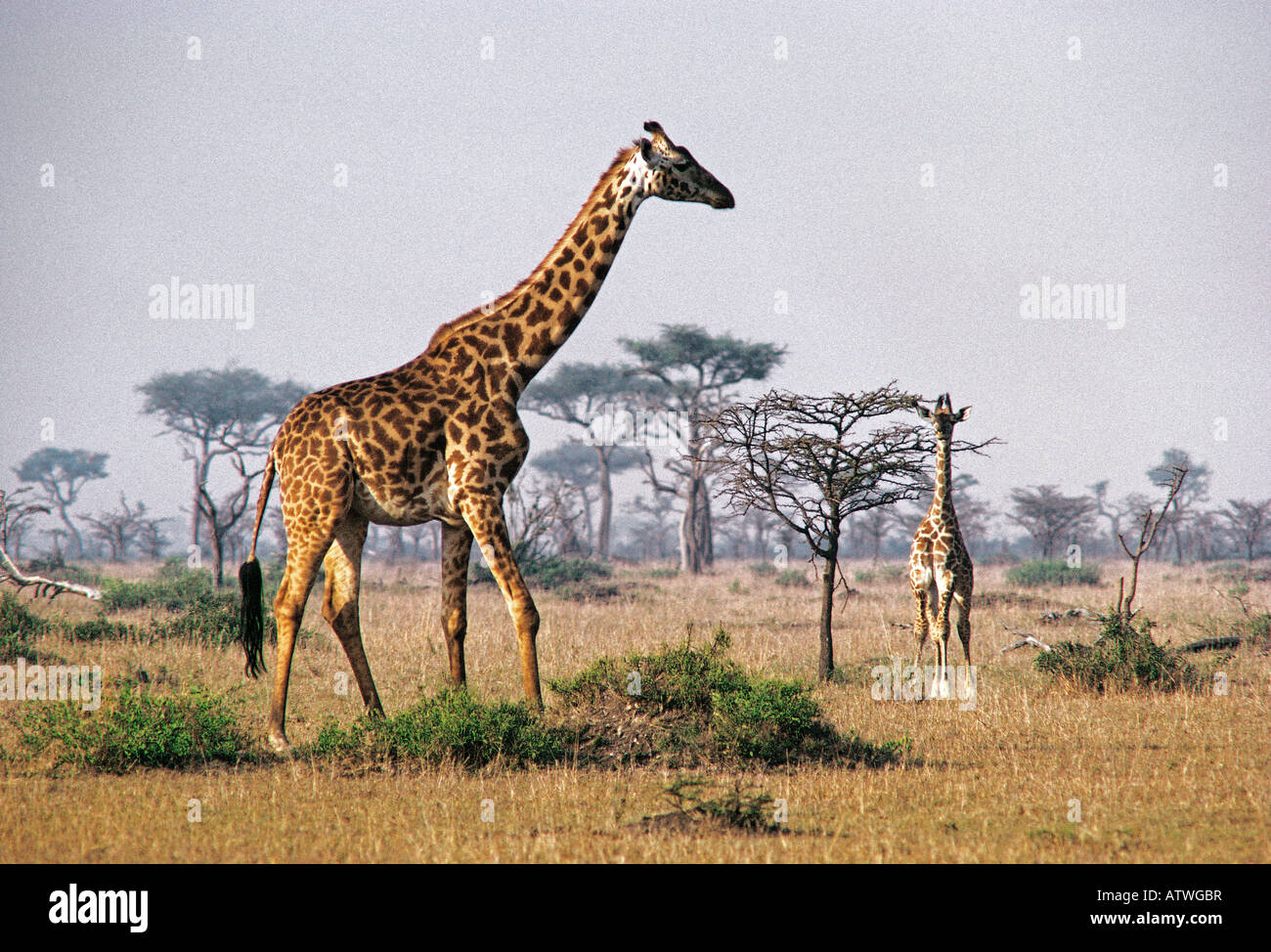 Female slender horns hi-res stock photography and images - Alamy