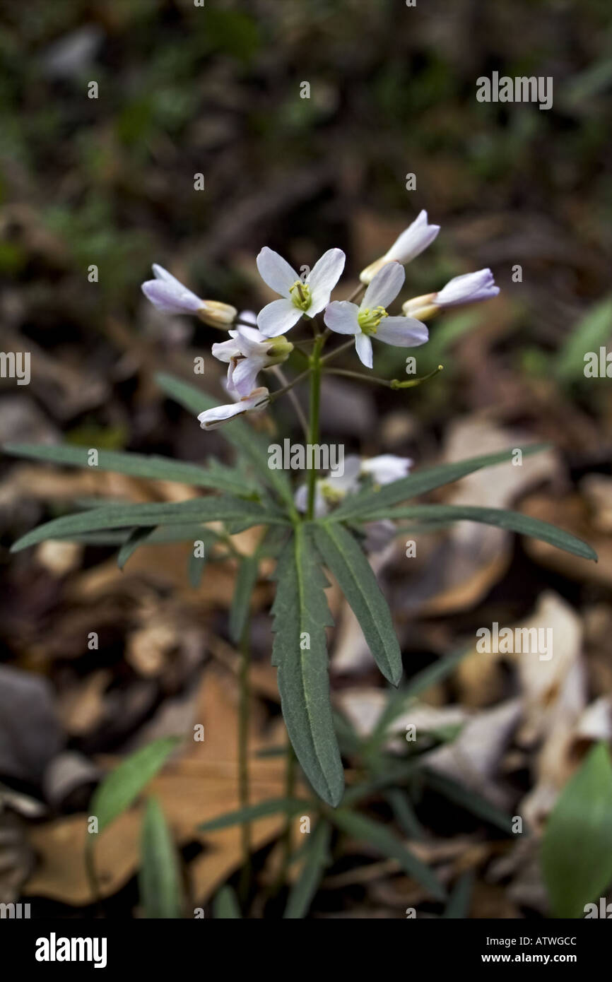 cutleaf toothwort wildflower Stock Photo - Alamy