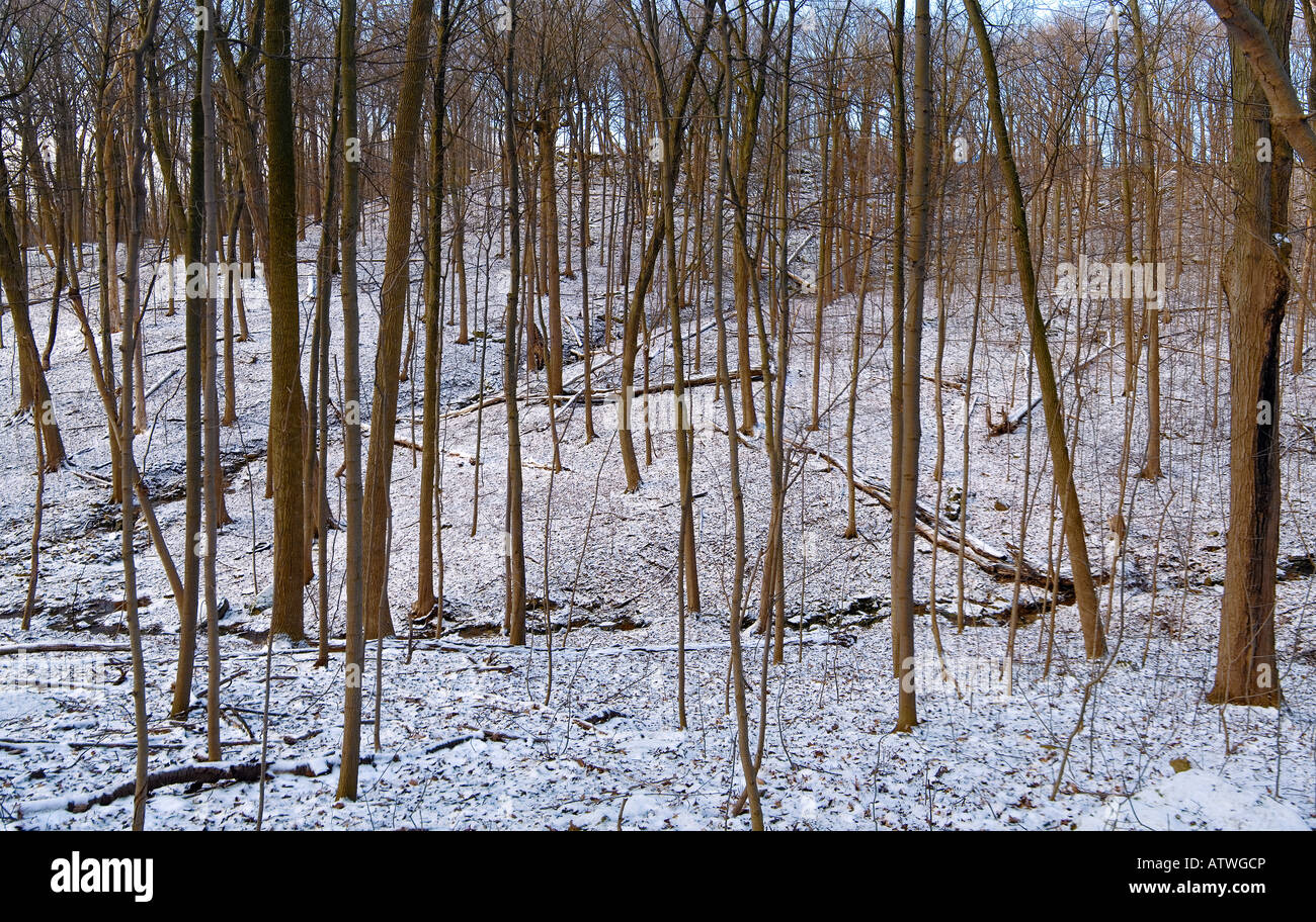 Transparent view of Carolinian Forest habitat on Niagara Escarpment in ...