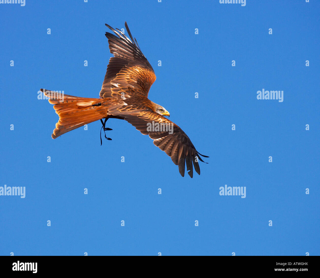 Captive red kite in flight Stock Photo - Alamy