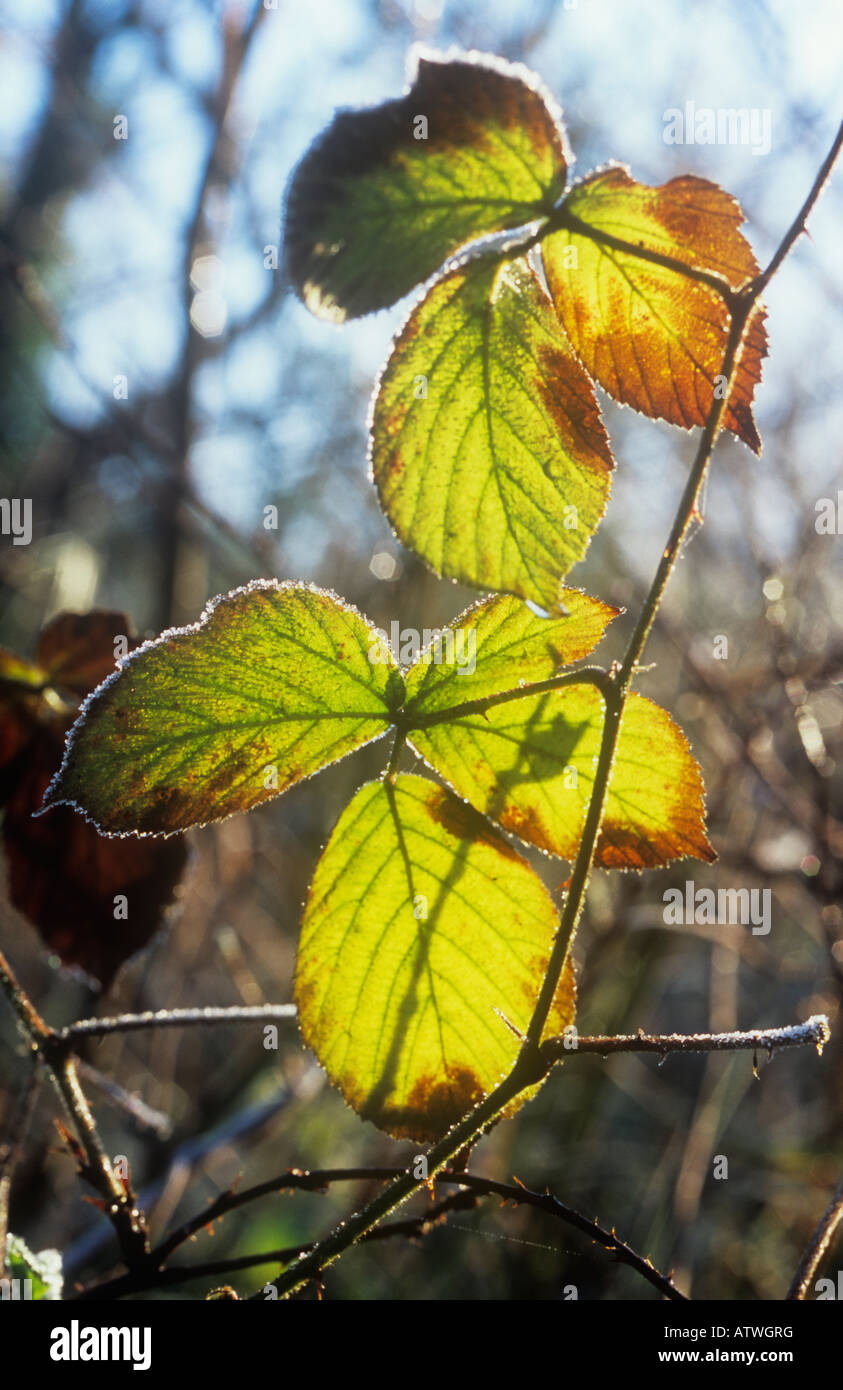 Bramble leaves rubus fruticosus frost hi-res stock photography and ...