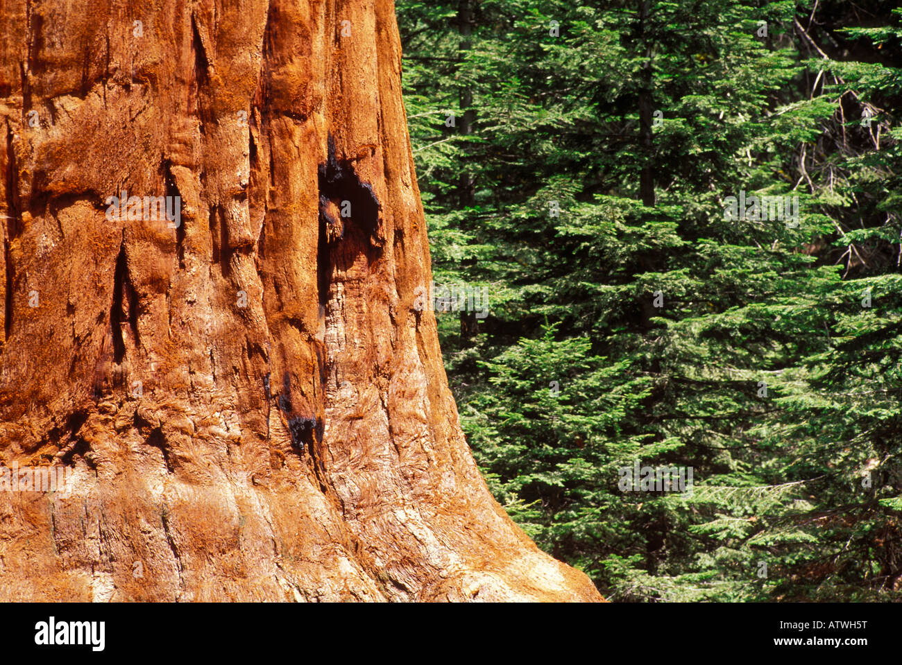 Giant Sequoia and young pines in the Giant Forest Sequoia National Park ...