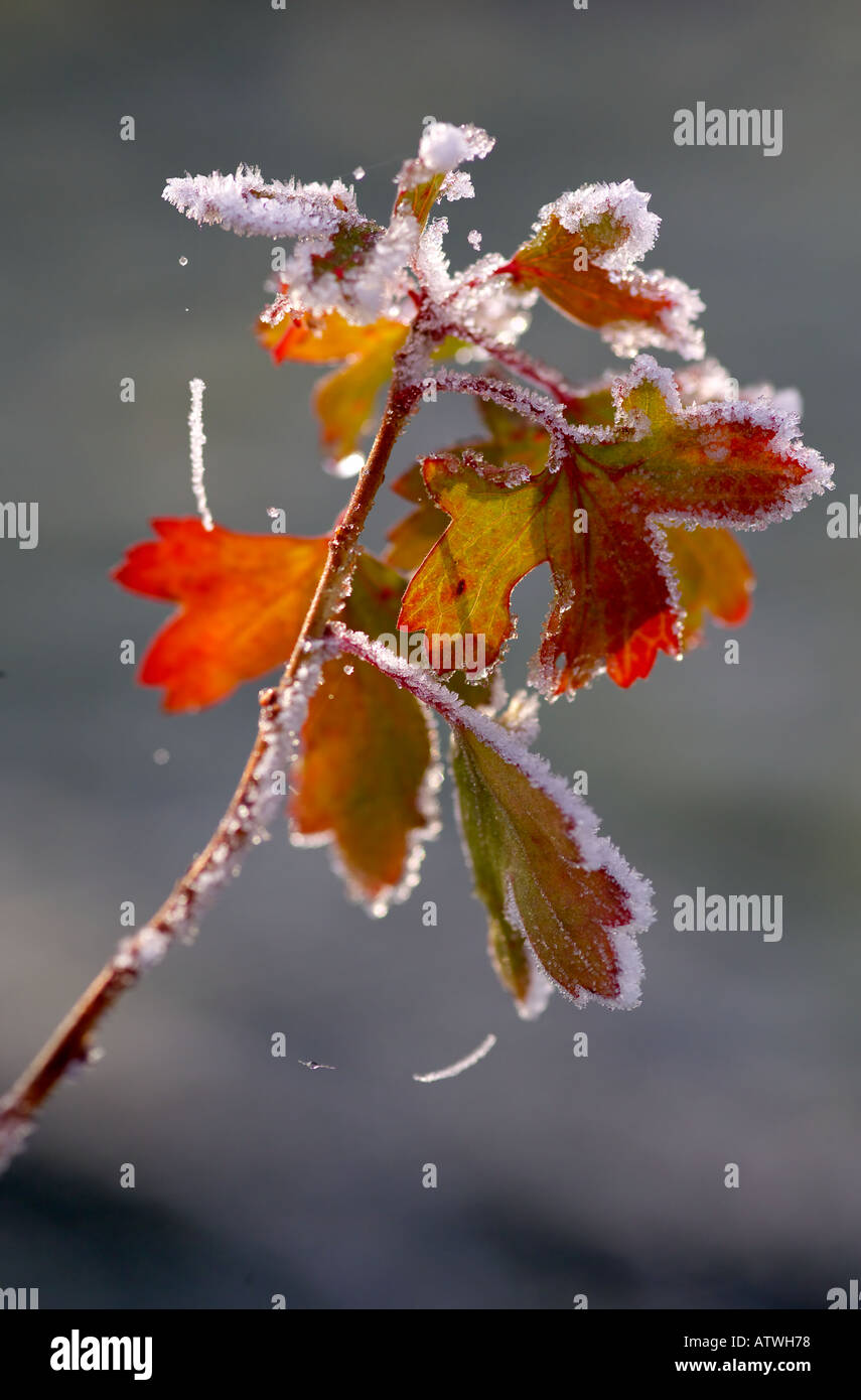 Fall leaves with frost backlit Stock Photo - Alamy