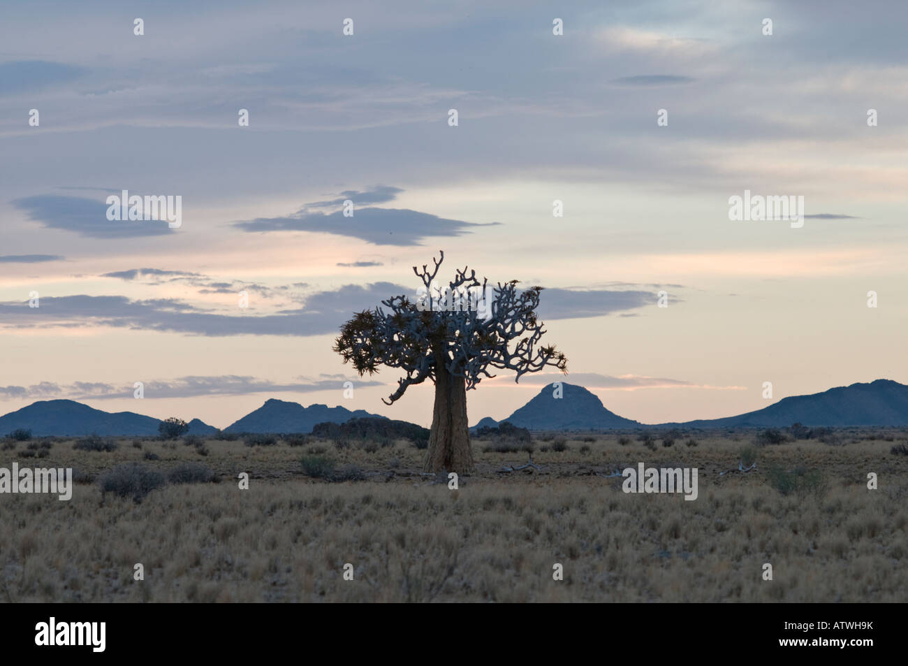 Quiver tree which gets its name that the San people or Bushman make ...