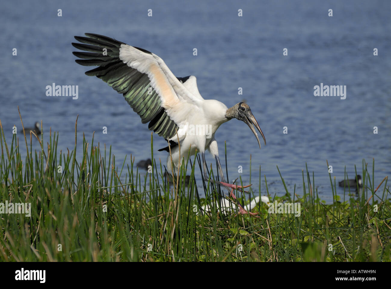 Wood Stork Coming in for a Landing Stock Photo - Alamy