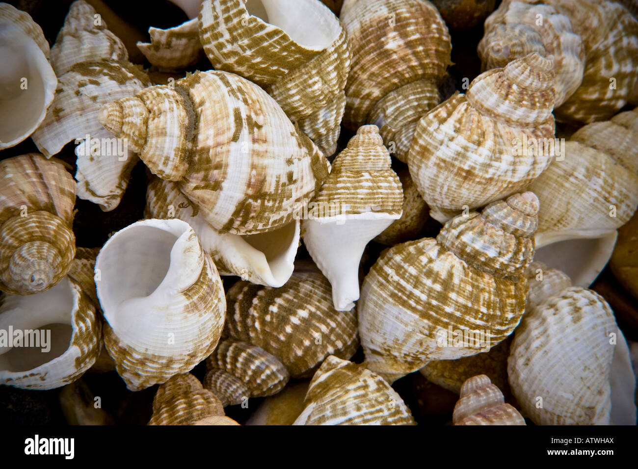 Whelk shells on a beach hi-res stock photography and images - Alamy