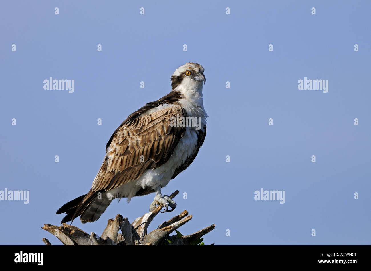 Florida osprey hi-res stock photography and images - Alamy